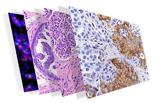 JDW Pathology slides - JDW Pathology